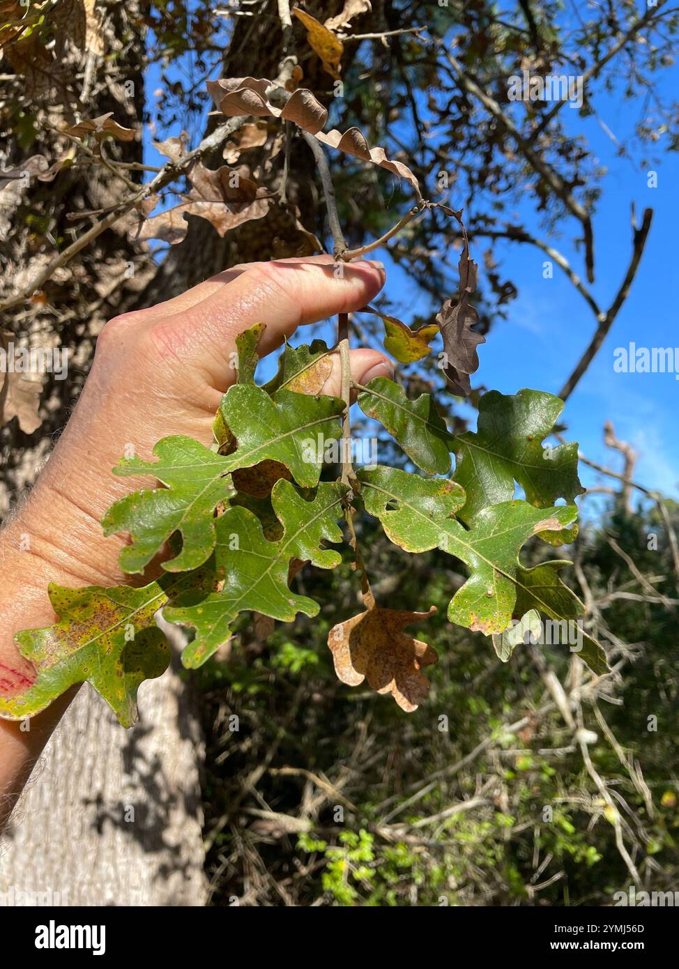 post oak (Quercus stellata Stock Photo - Alamy