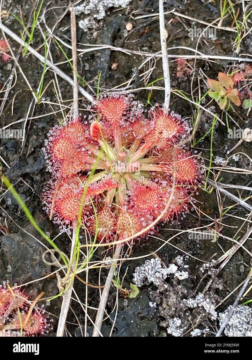 Pink Sundew (Drosera capillaris Stock Photo - Alamy