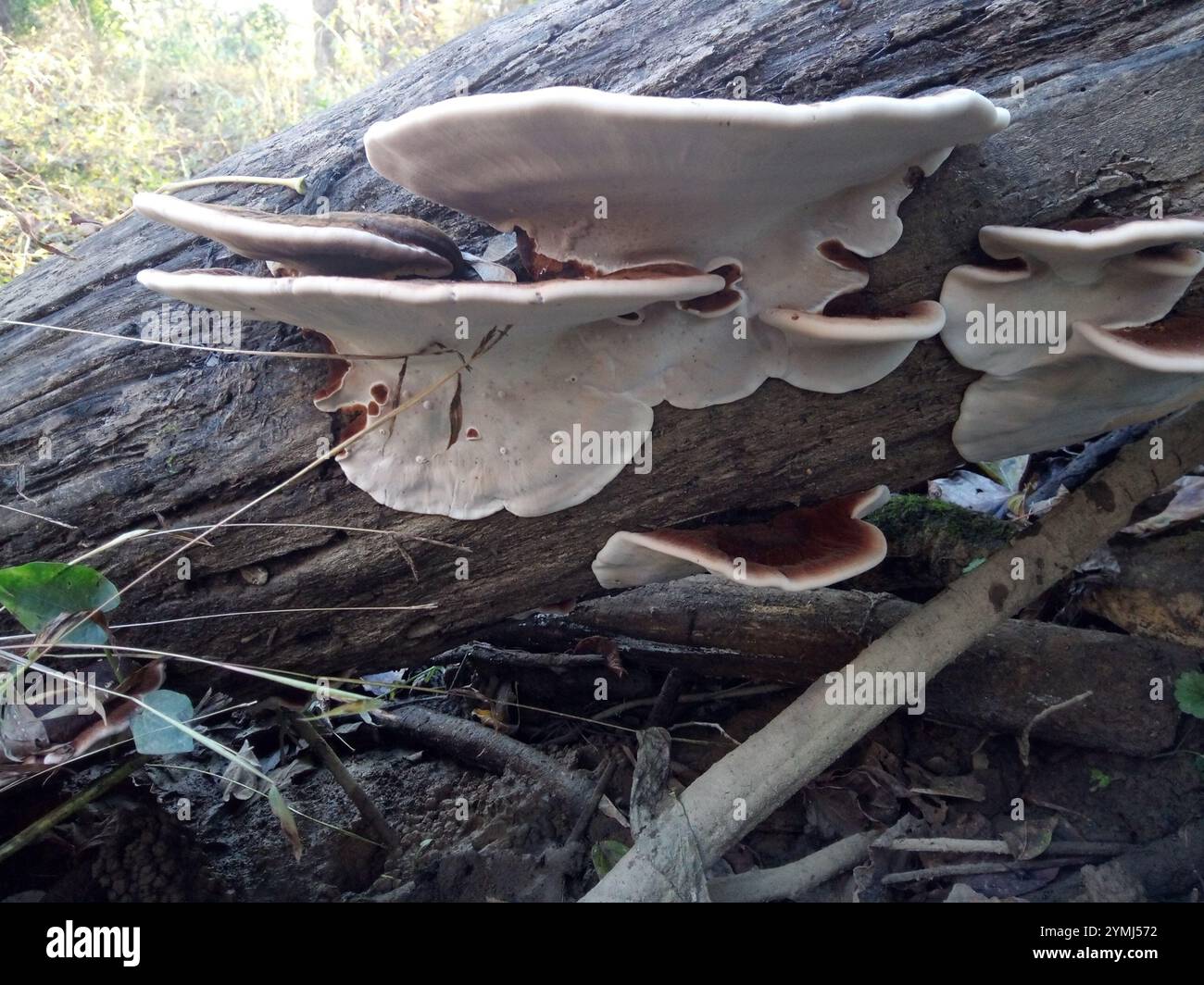 Resinous Polypore (Ischnoderma resinosum Stock Photo - Alamy