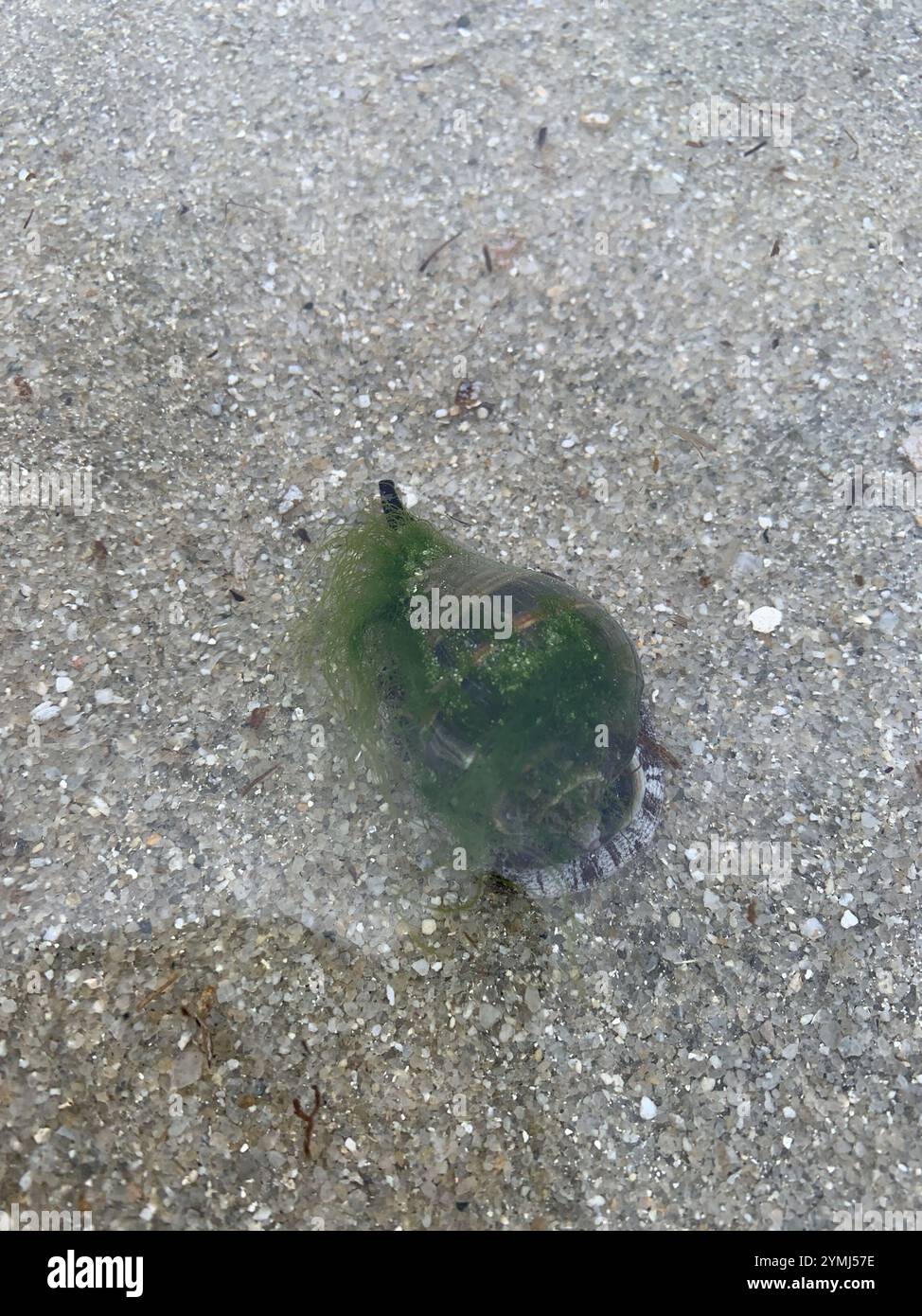 Caribbean Crown Conch (Melongena melongena Stock Photo - Alamy