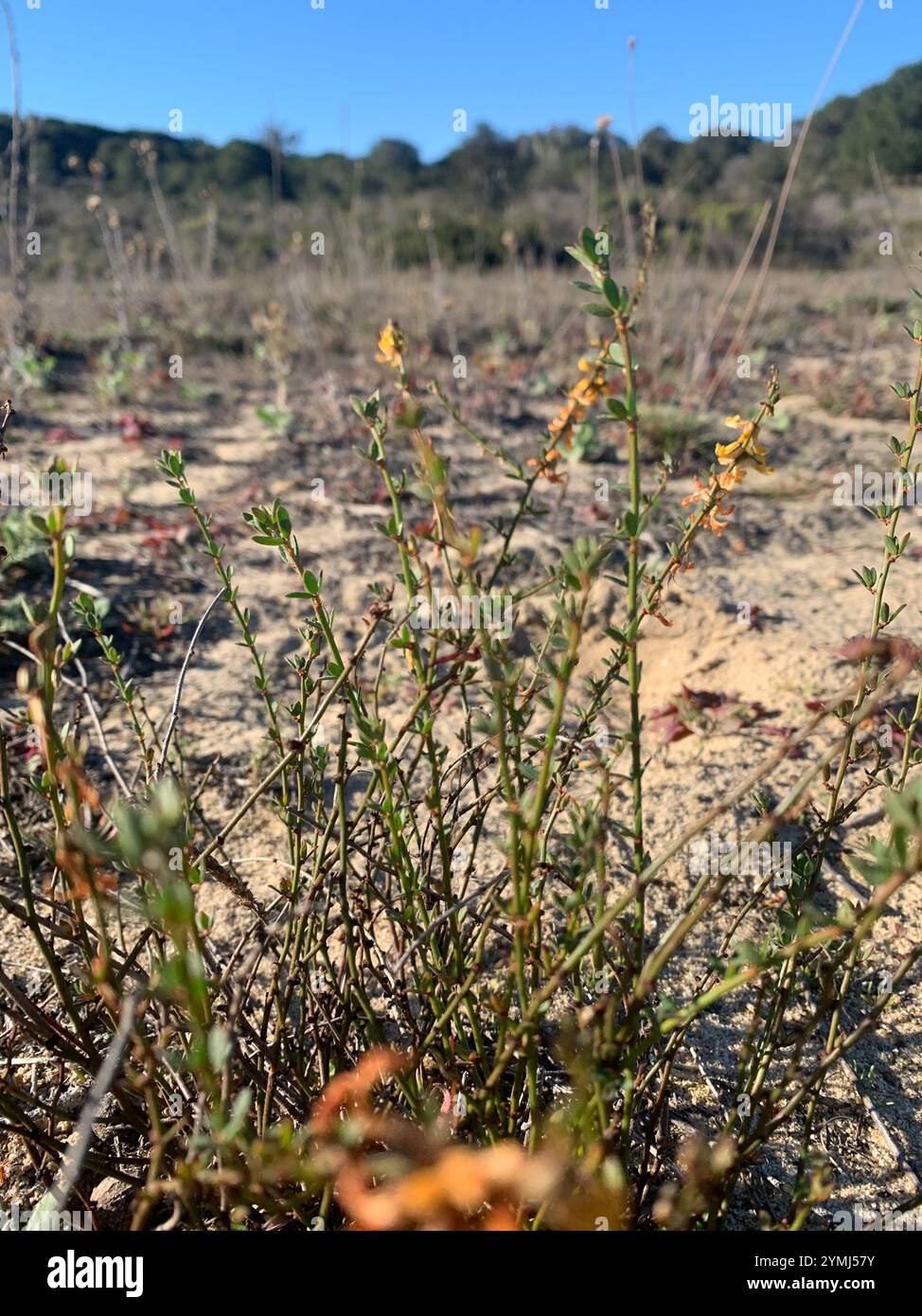 Deerweed hi-res stock photography and images - Alamy