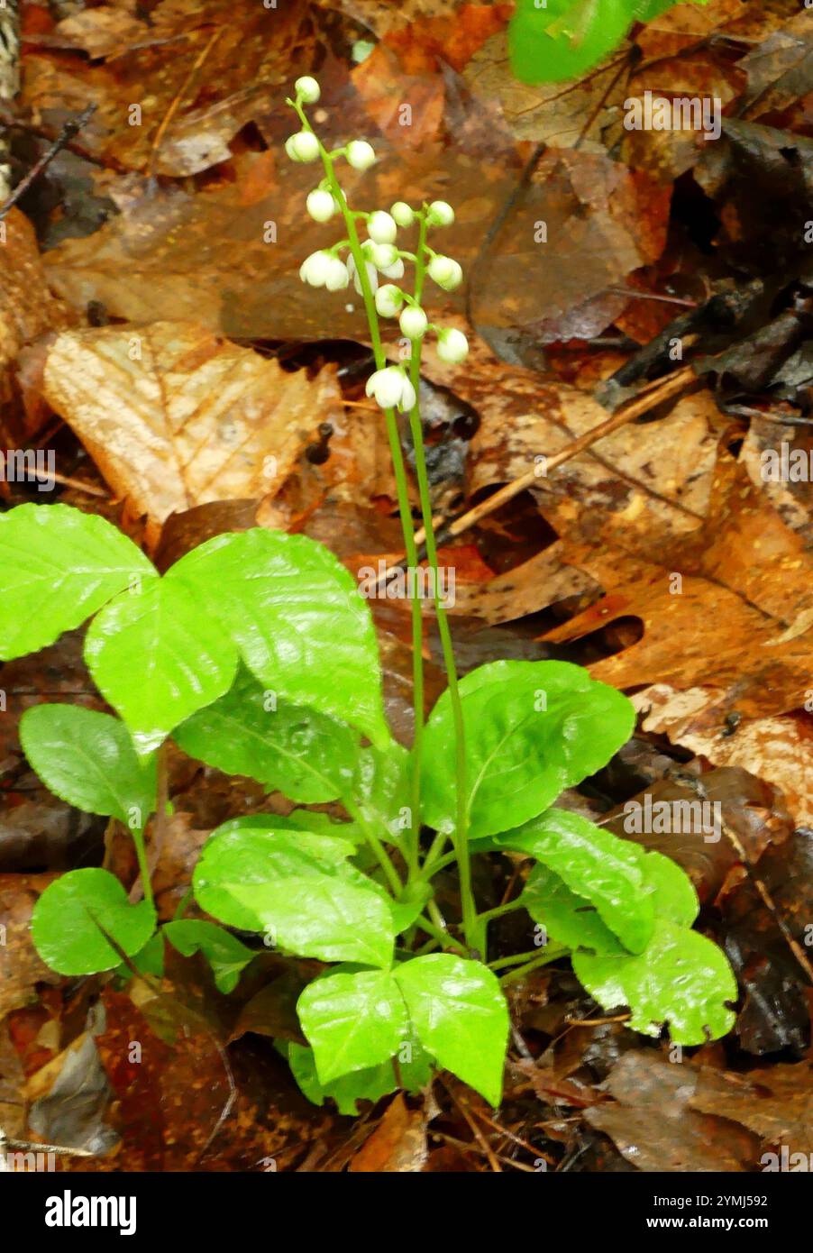 shinleaf (Pyrola elliptica Stock Photo - Alamy