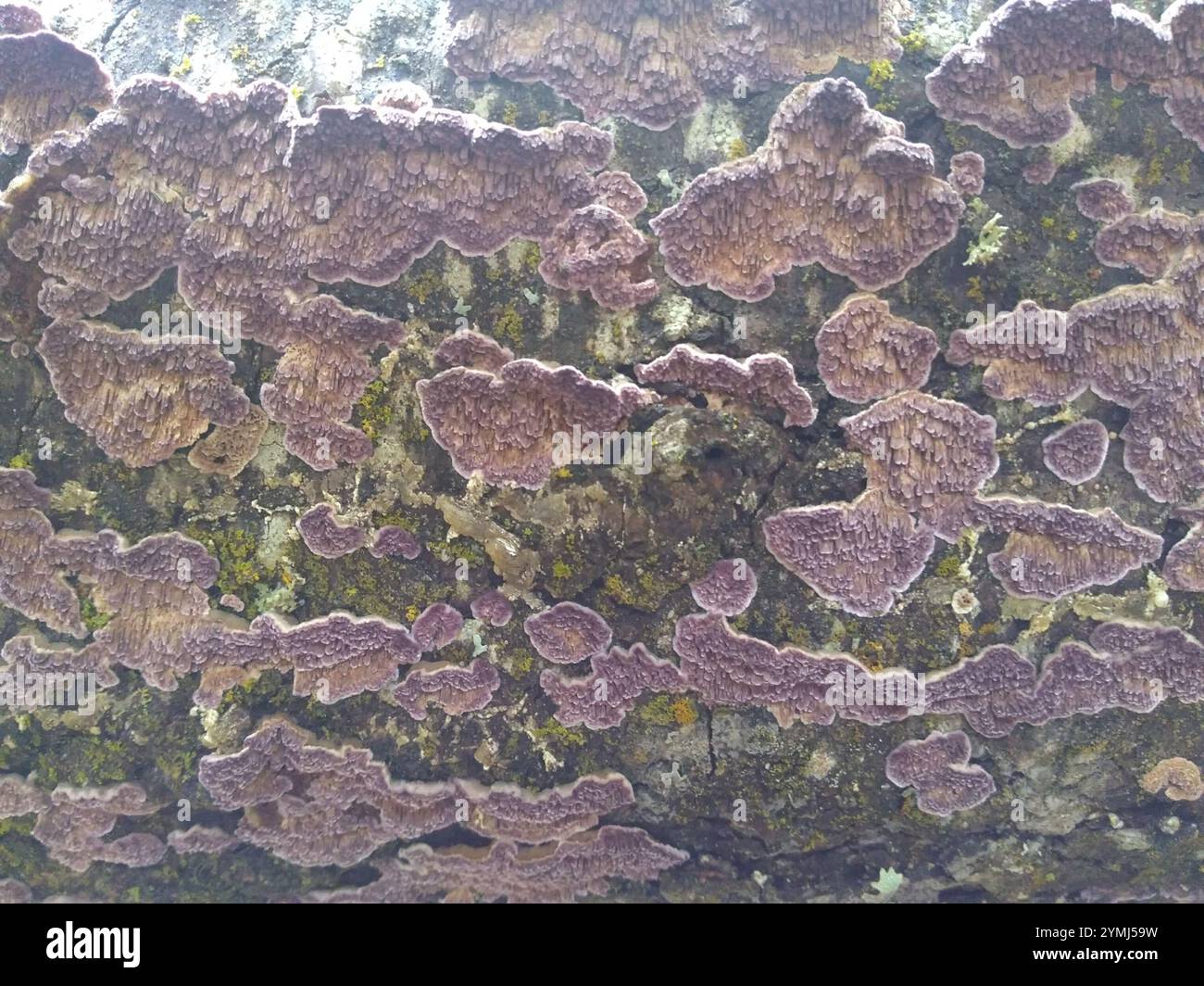 Purplepore Bracket (Trichaptum abietinum Stock Photo - Alamy