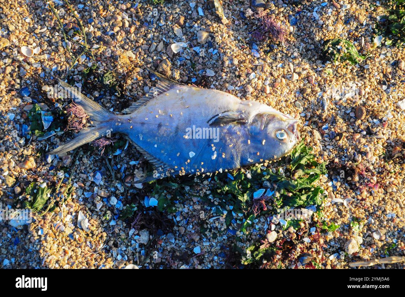A fish washed ashore rests among pebbles and seaweed on a sunny beach ...