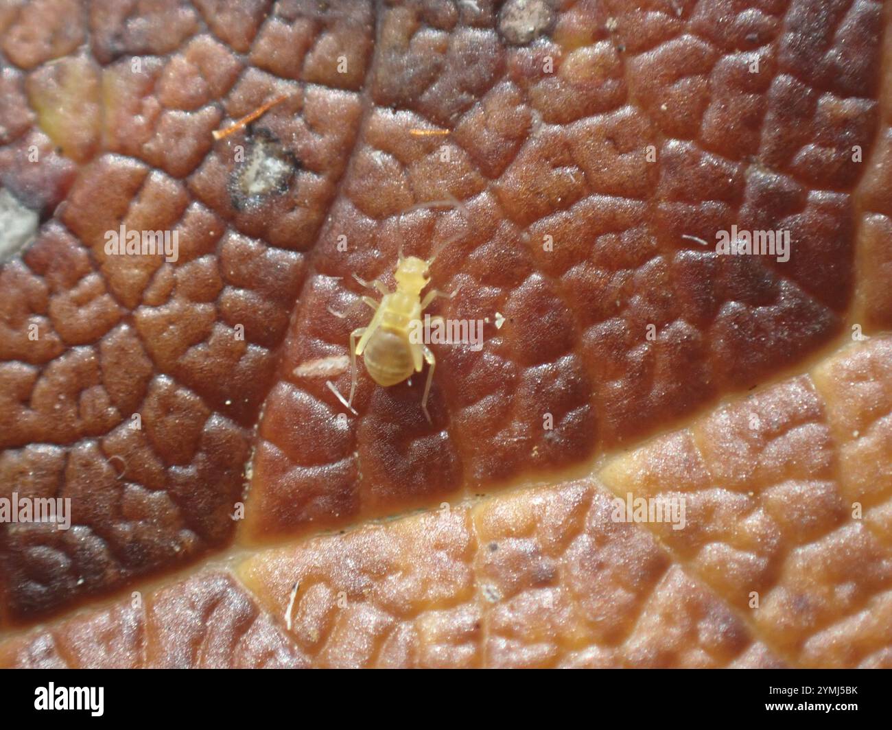Barklice, Booklice, and Parasitic Lice (Psocodea Stock Photo - Alamy