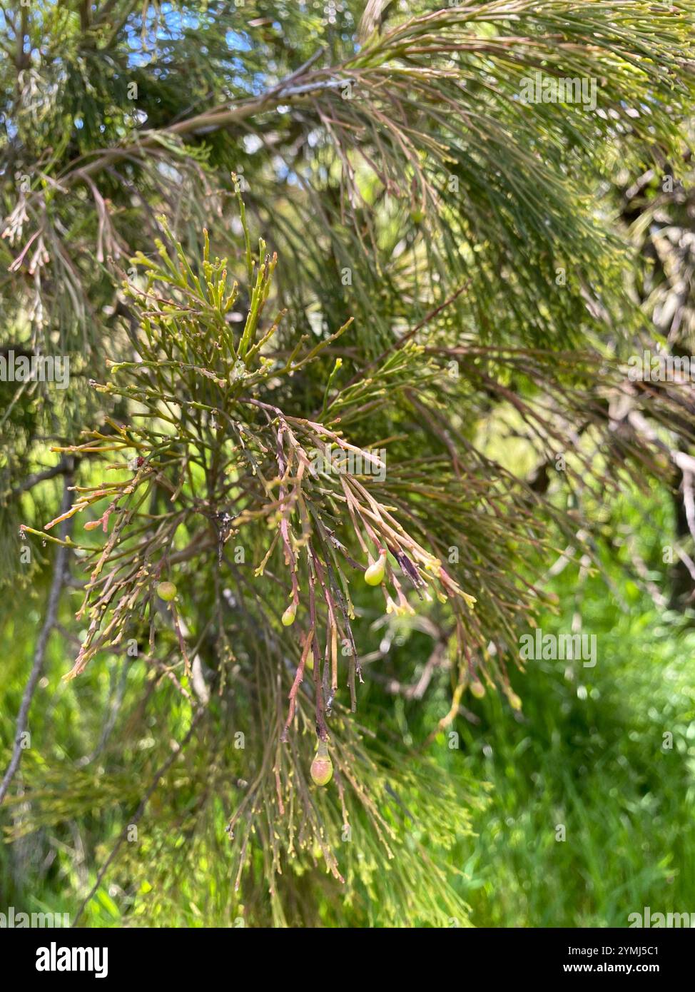 Cherry Ballart (Exocarpos cupressiformis Stock Photo - Alamy