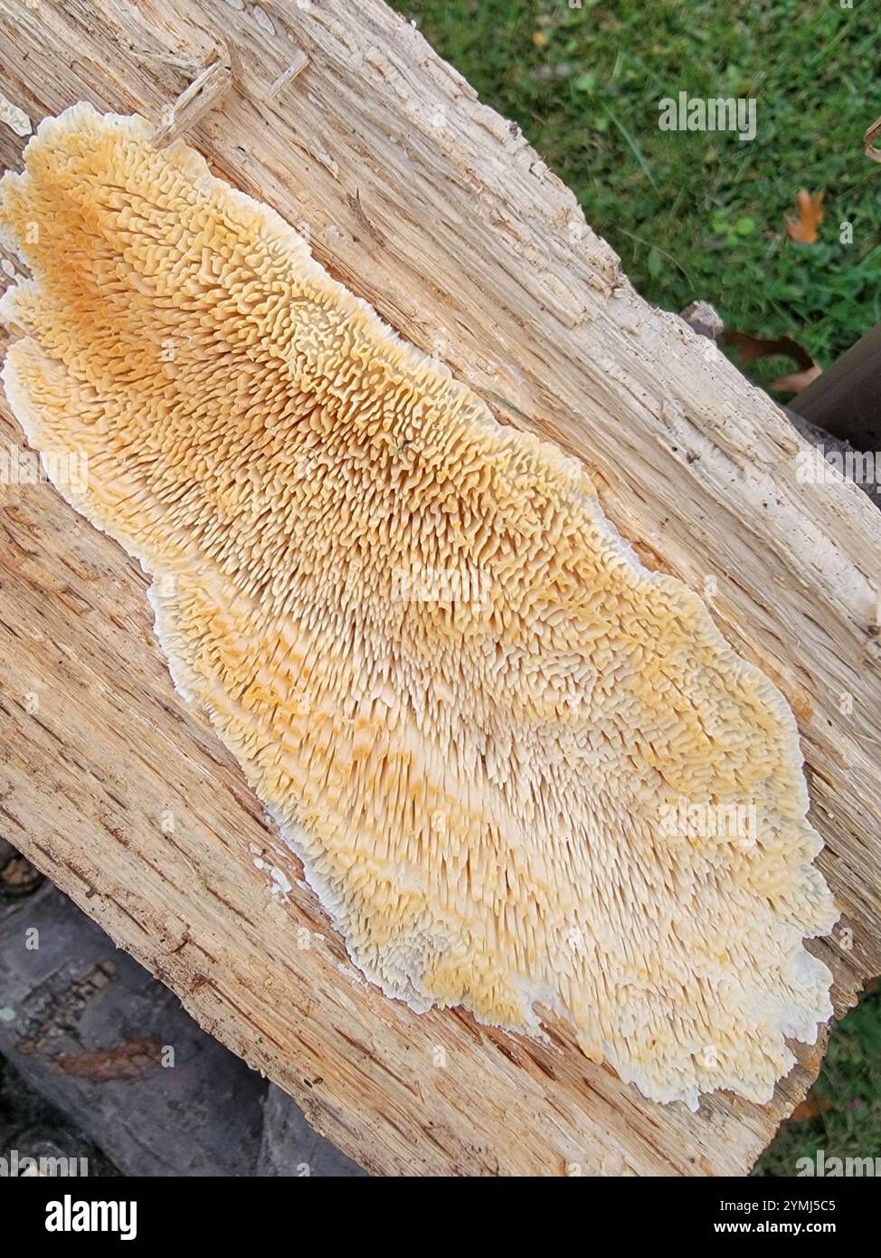 Milk-white Toothed Polypore (Irpex lacteus Stock Photo - Alamy