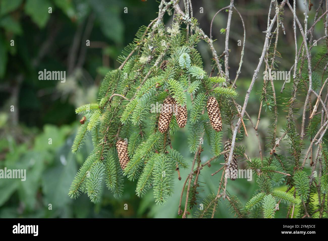 Sitka spruce (Picea sitchensis Stock Photo - Alamy