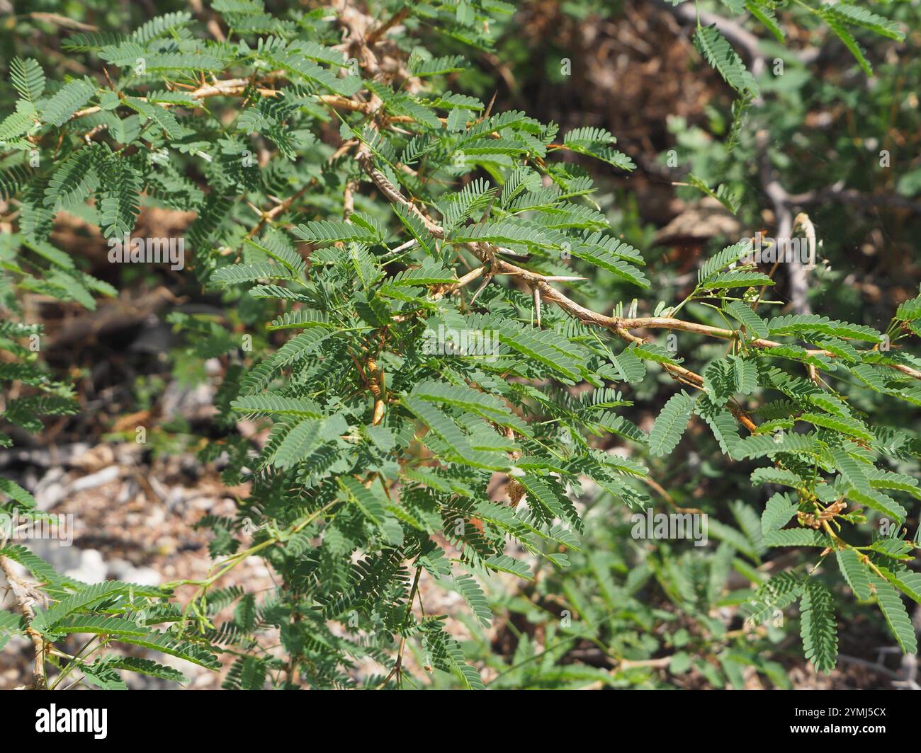 mesquite (Neltuma juliflora Stock Photo - Alamy
