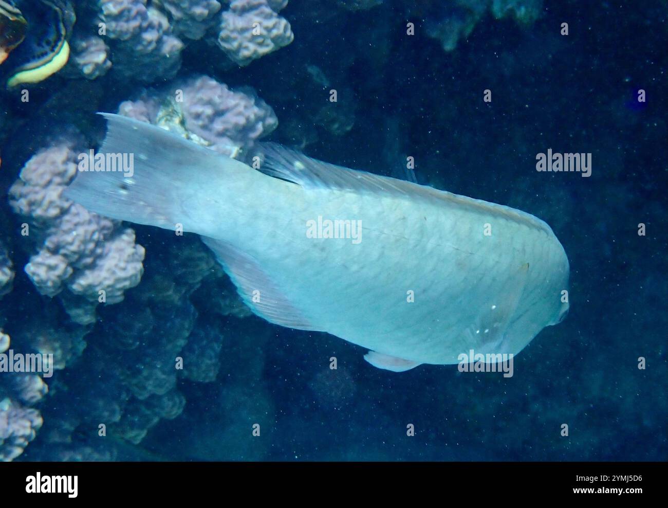 Indian Longnose Parrotfish (Hipposcarus harid Stock Photo - Alamy
