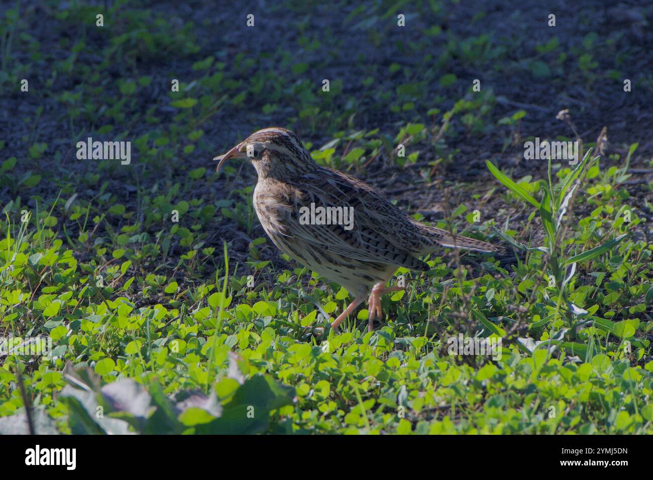 Western Meadowlark (Sturnella neglecta Stock Photo - Alamy