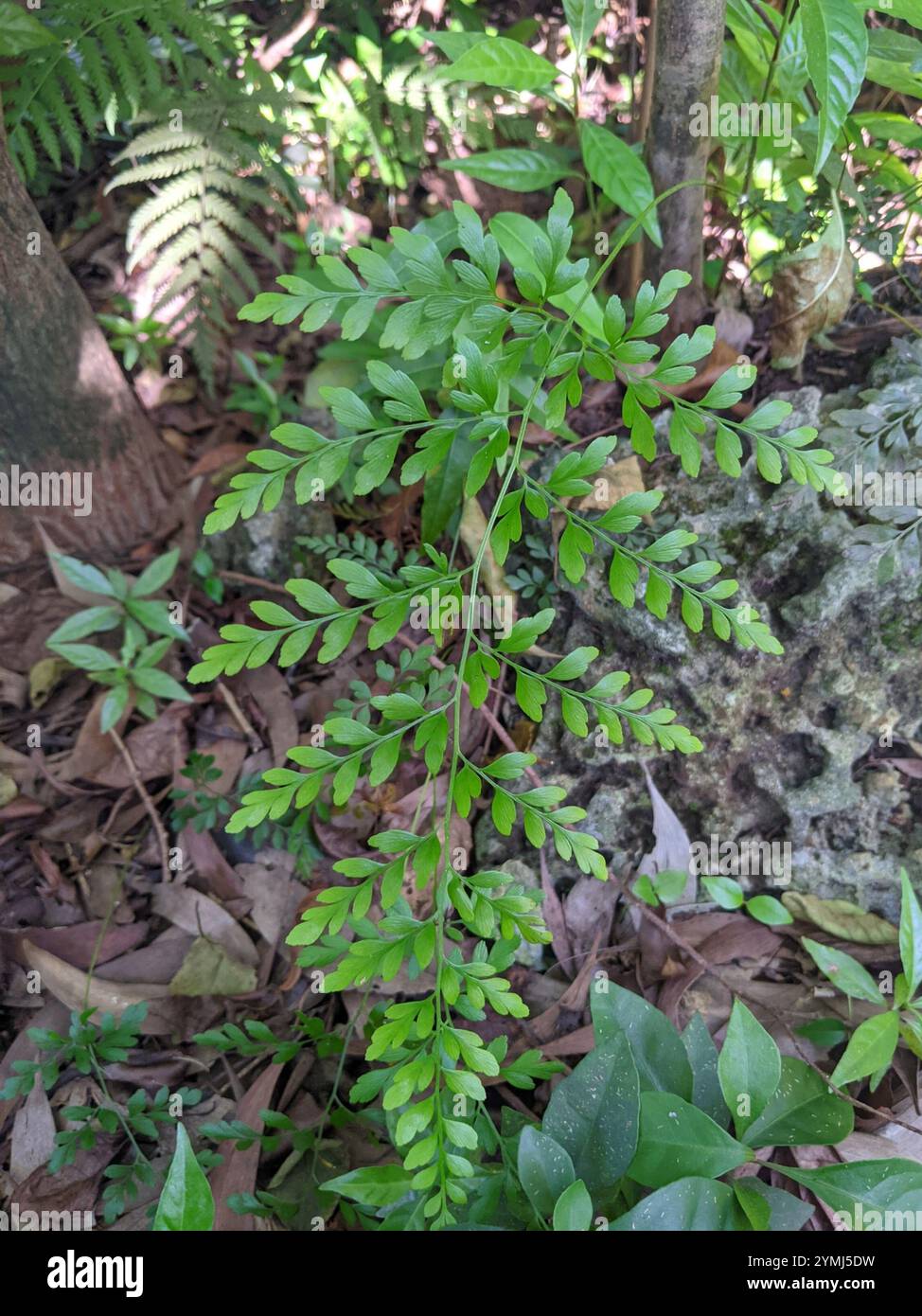 Pine fern (Anemia adiantifolia Stock Photo - Alamy