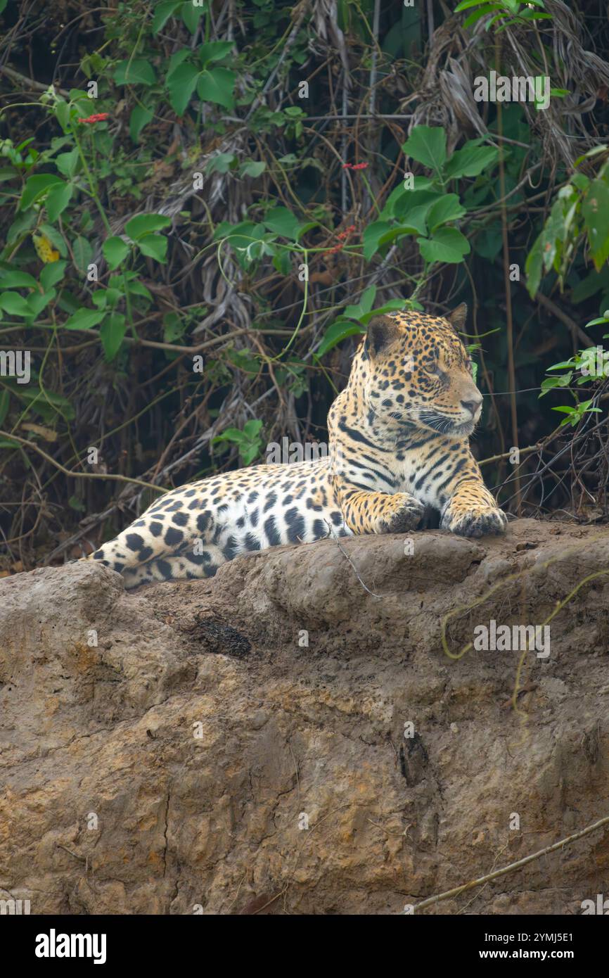 Jaguar lying haughtily above on large ledge by river in Pantanal Brazil ...