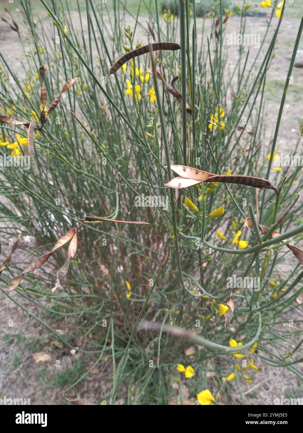 Spanish Broom (Spartium junceum Stock Photo - Alamy