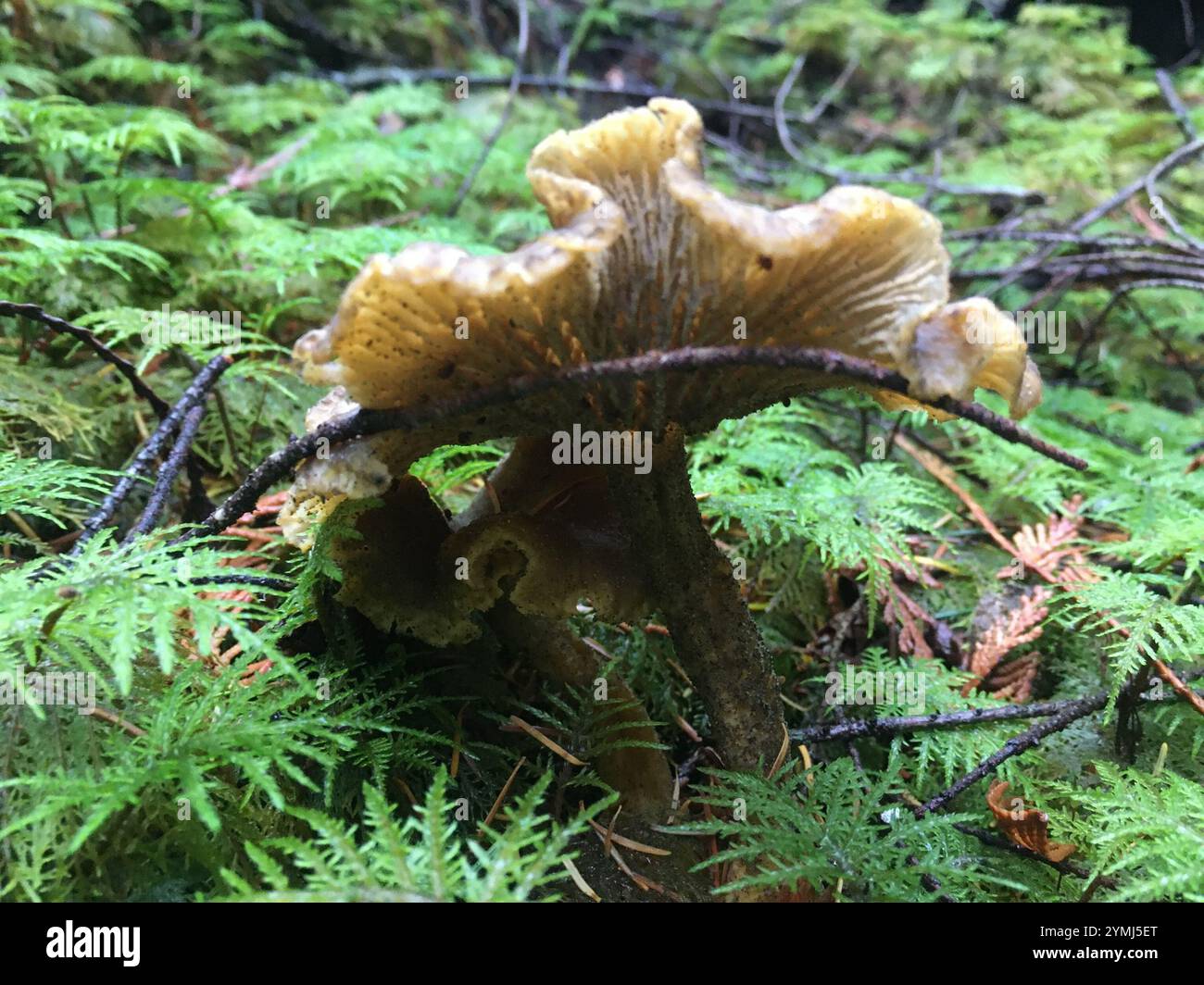 Yellowfoot (Craterellus tubaeformis Stock Photo - Alamy
