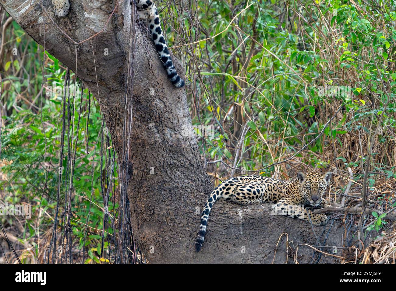 Jaguar resting in fork of tree in the Pantanal Brazil Stock Photo - Alamy
