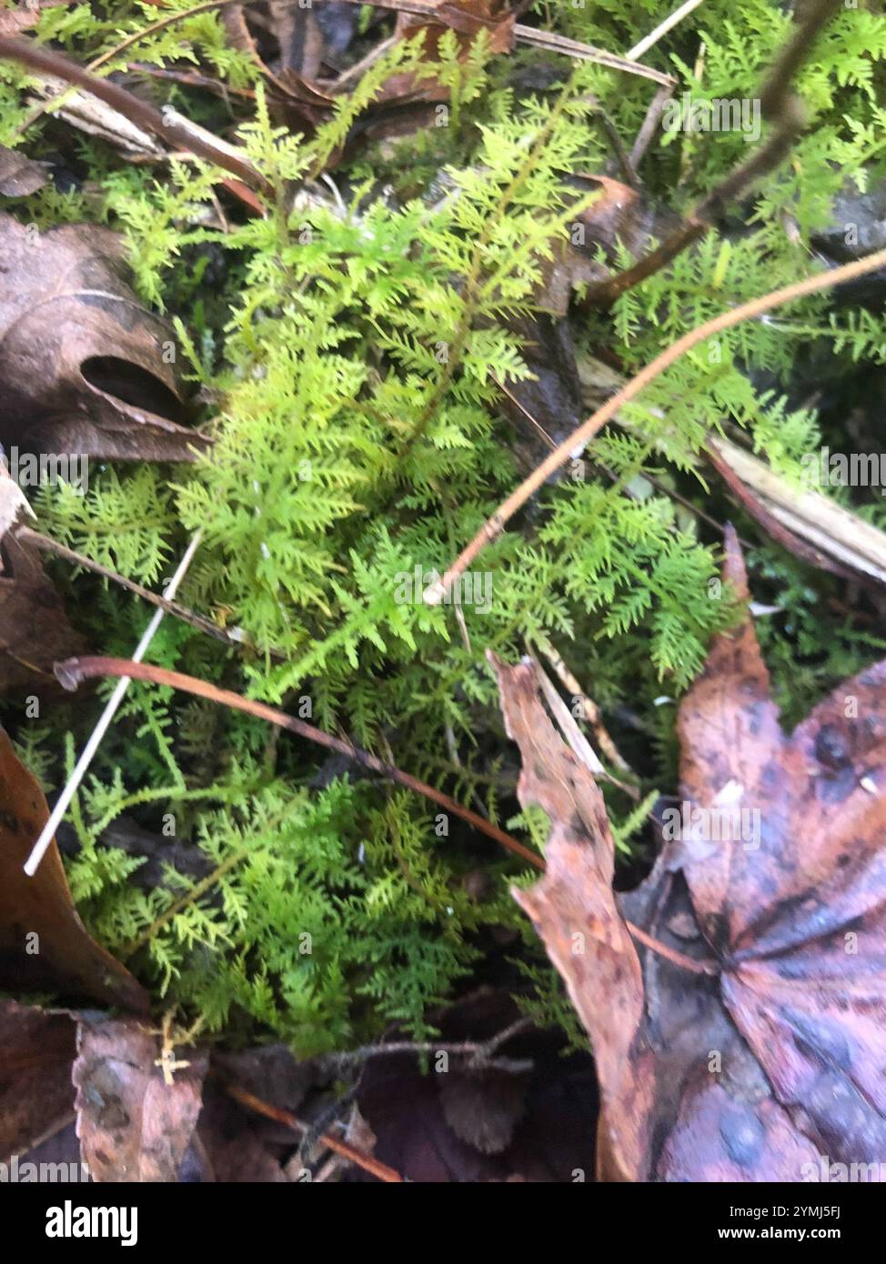 delicate fern moss (Thuidium delicatulum Stock Photo - Alamy
