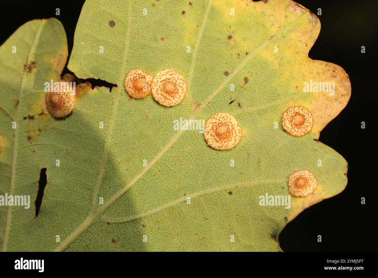 Common Spangle Gall Wasp (Neuroterus quercusbaccarum Stock Photo - Alamy