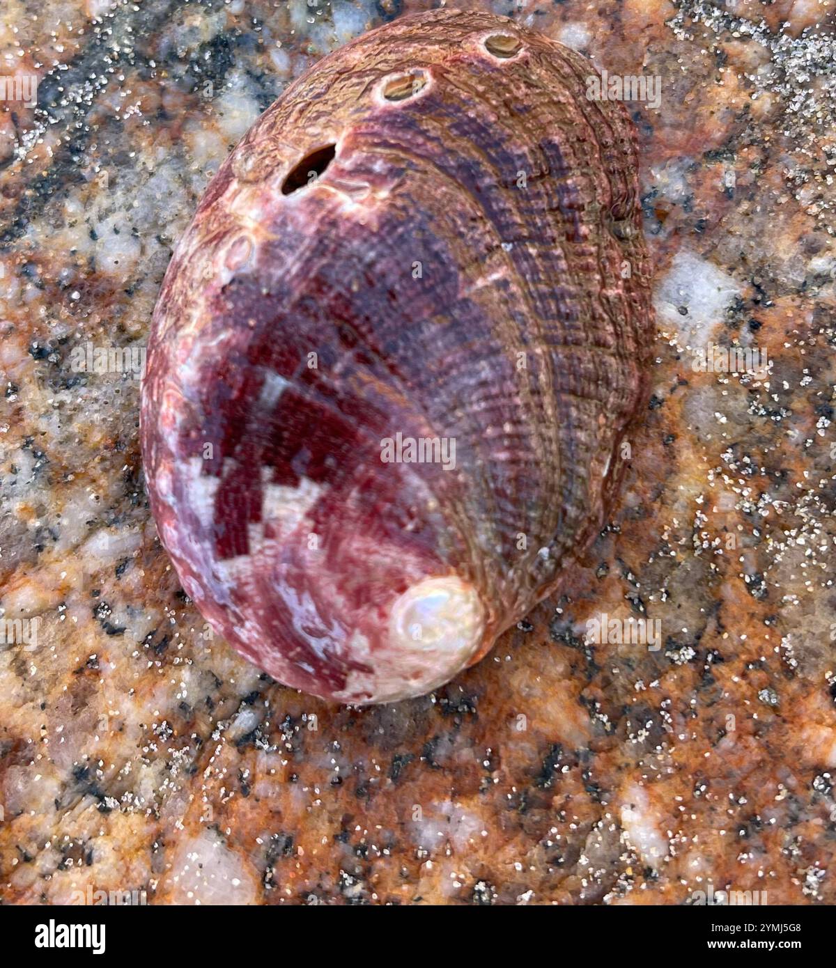 Haliotis rufescens hi-res stock photography and images - Alamy