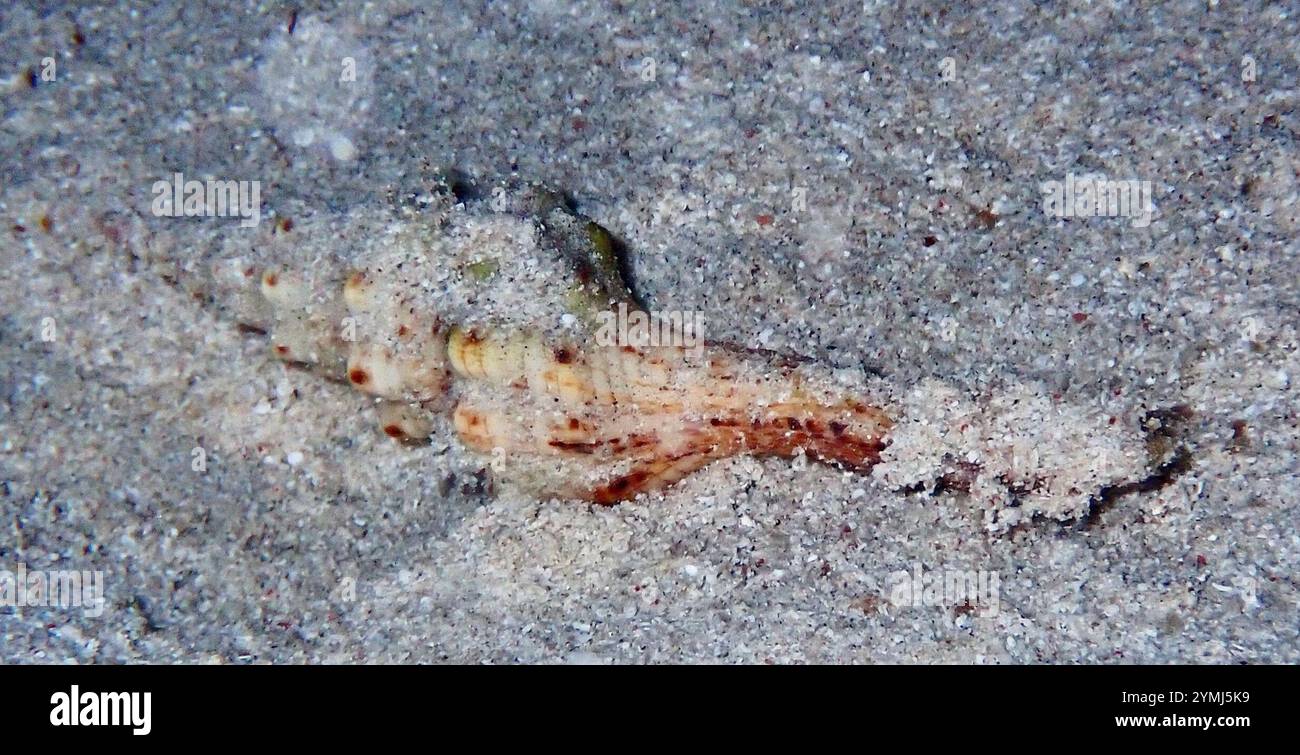 Fusinus hi-res stock photography and images - Alamy