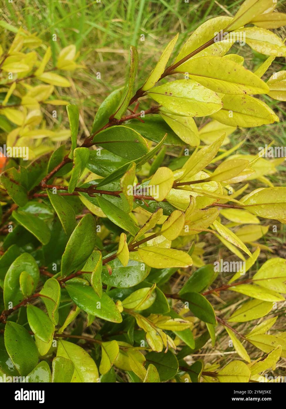 Rata vine hi-res stock photography and images - Alamy