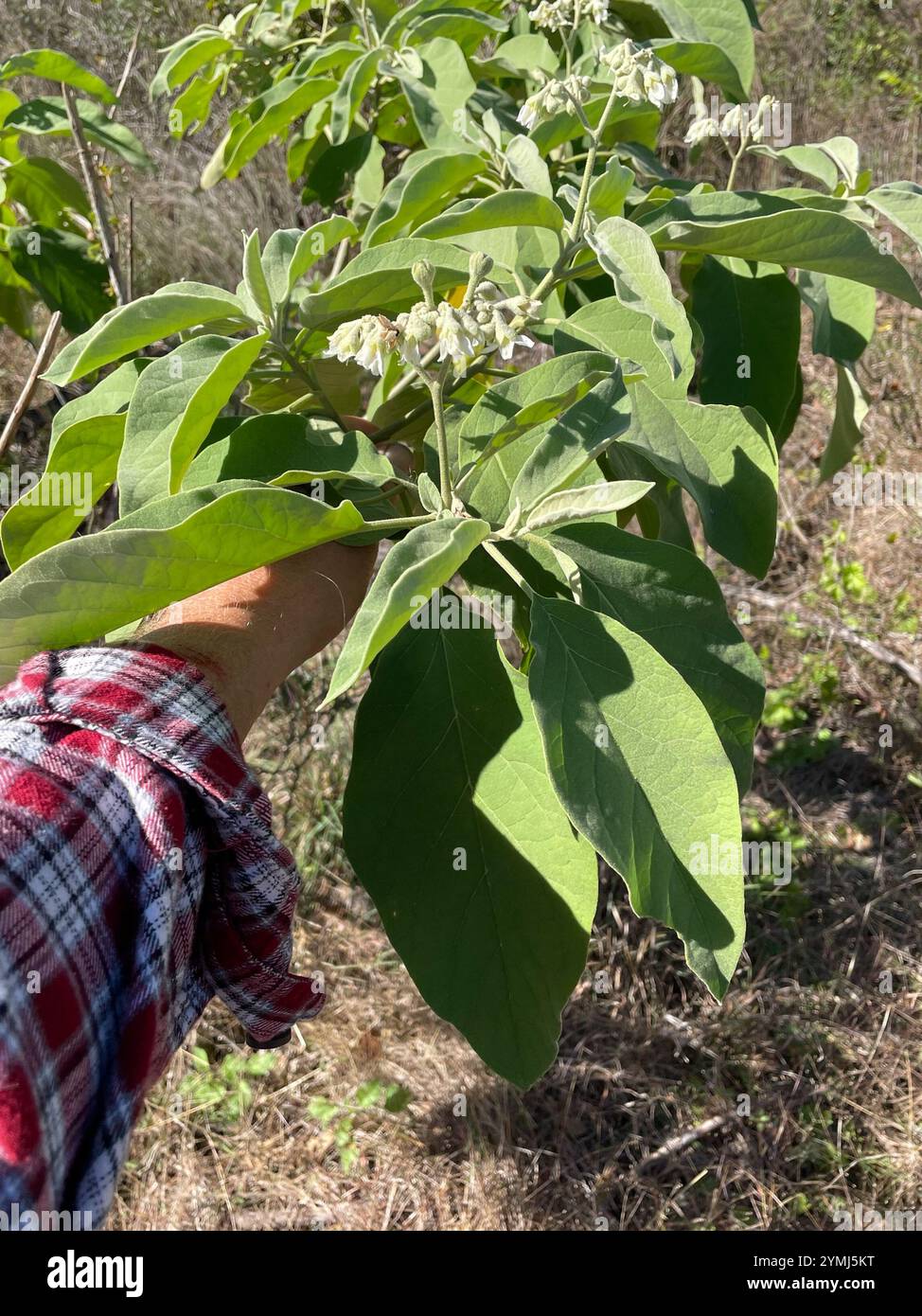 Solanum erianthum hi-res stock photography and images - Alamy