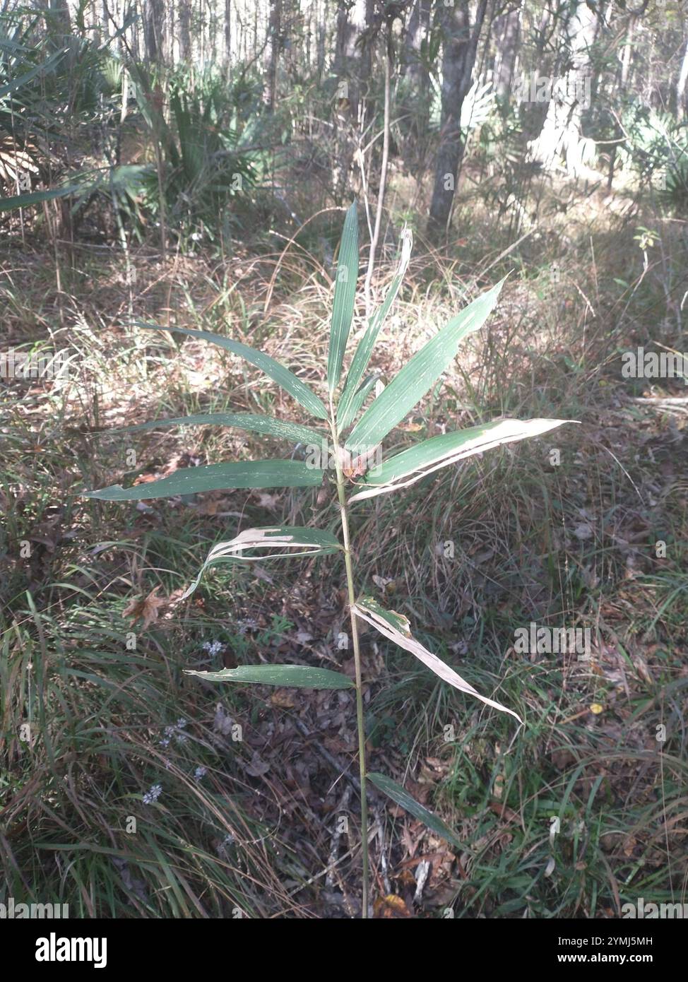 switch cane (Arundinaria tecta Stock Photo - Alamy