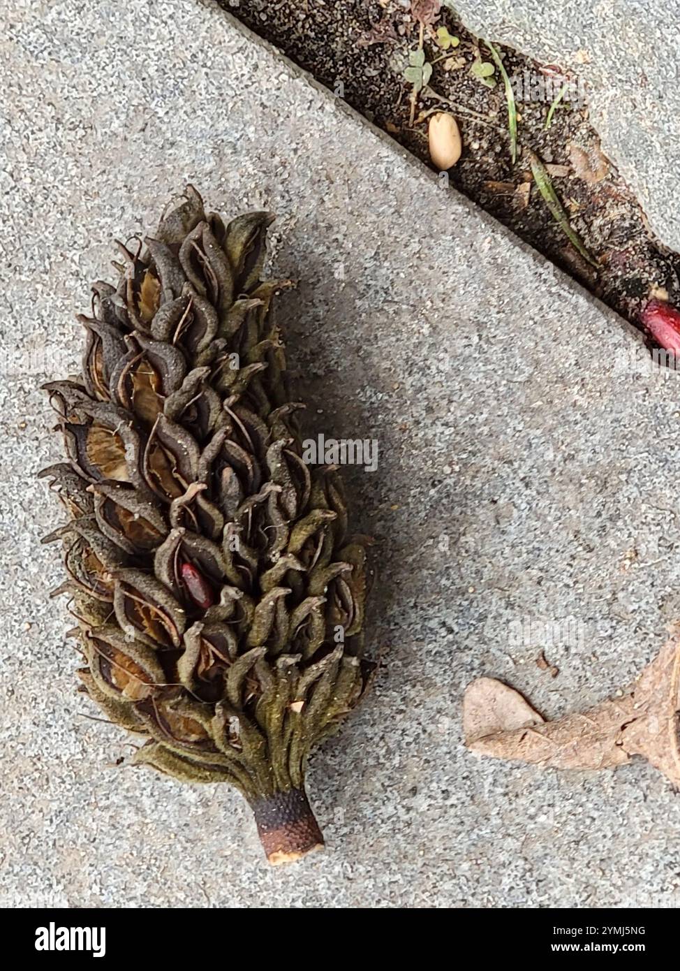 southern magnolia (Magnolia grandiflora Stock Photo - Alamy