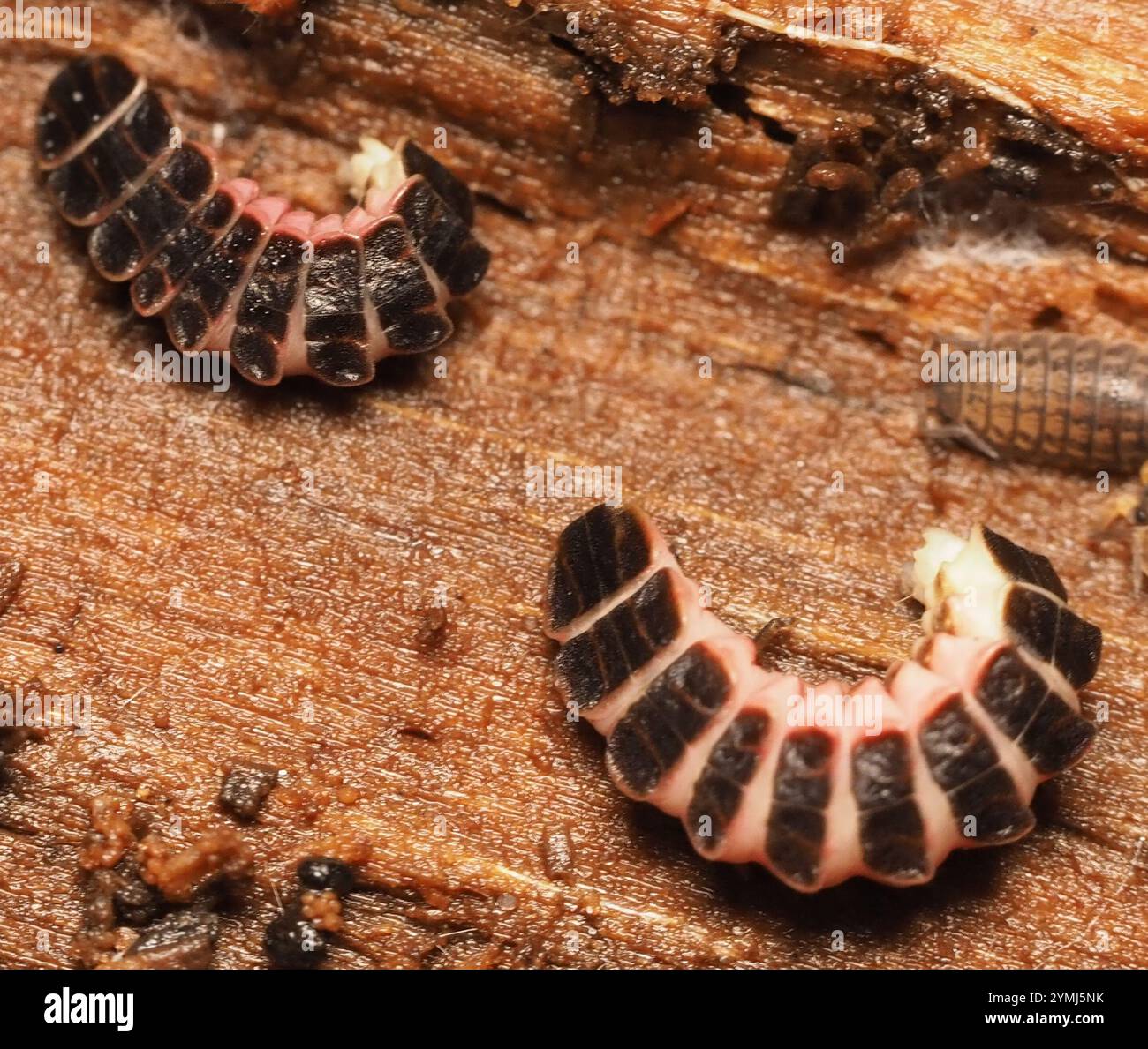 Lampyrinae hi-res stock photography and images - Alamy