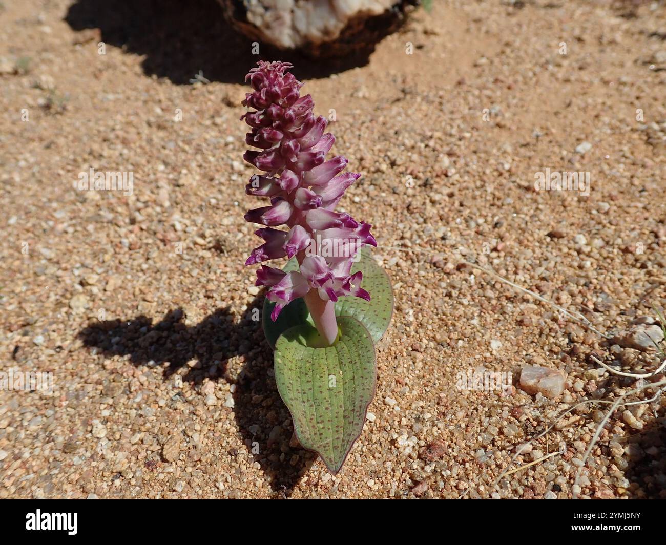 Flesh Viooltjie (Lachenalia carnosa Stock Photo - Alamy