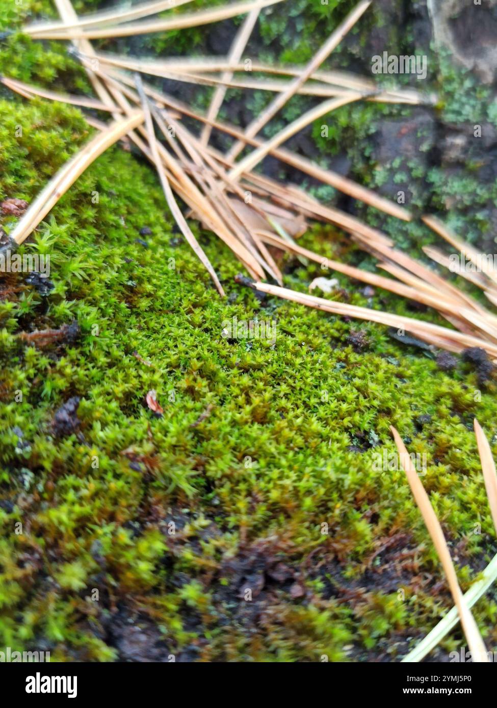 Star Moss (Syntrichia ruralis Stock Photo - Alamy