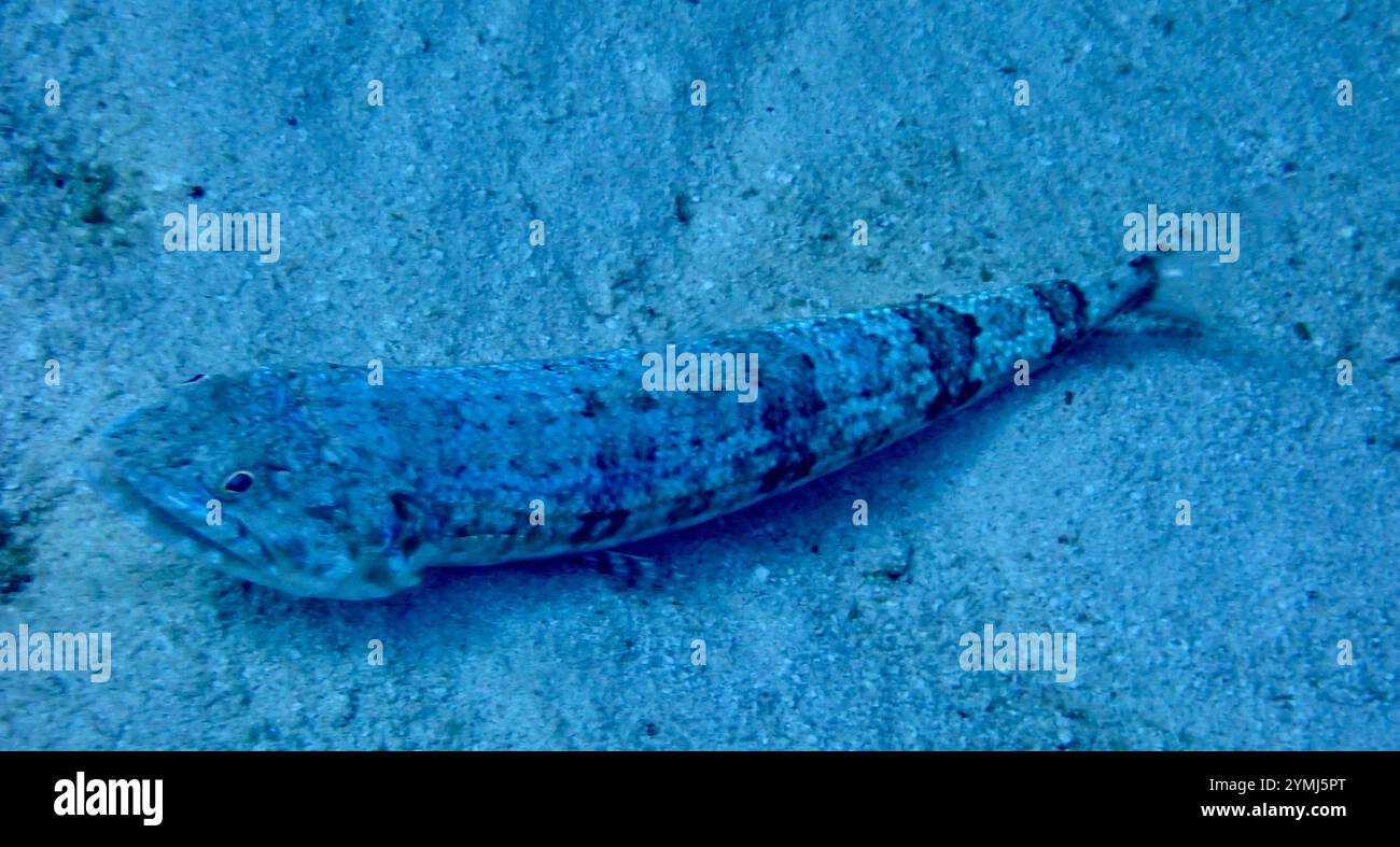 Variegated Lizardfish (Synodus variegatus Stock Photo - Alamy