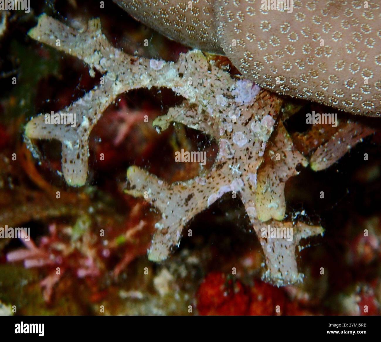 red algae (Rhodophyta Stock Photo - Alamy