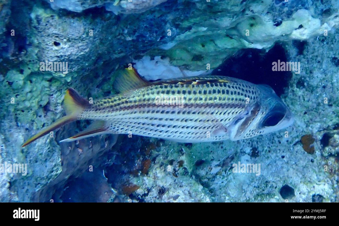Spotfin Squirrelfish (Neoniphon sammara Stock Photo - Alamy
