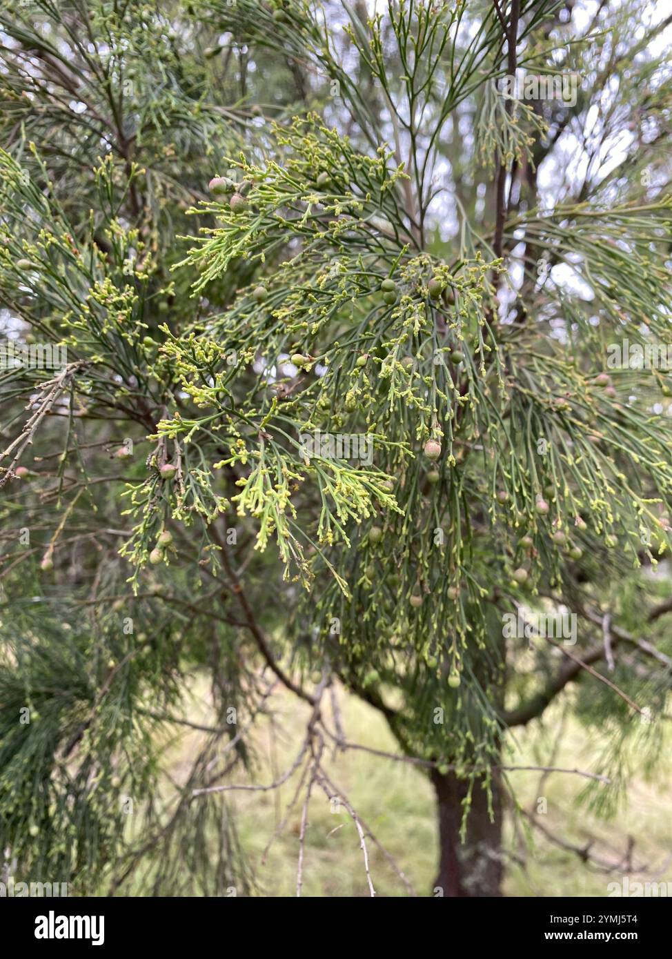 Exocarpos cupressiformis hi-res stock photography and images - Alamy