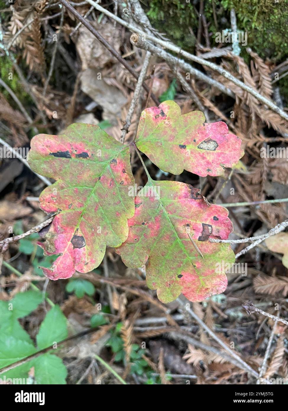 Pacific poison oak (Toxicodendron diversilobum Stock Photo - Alamy