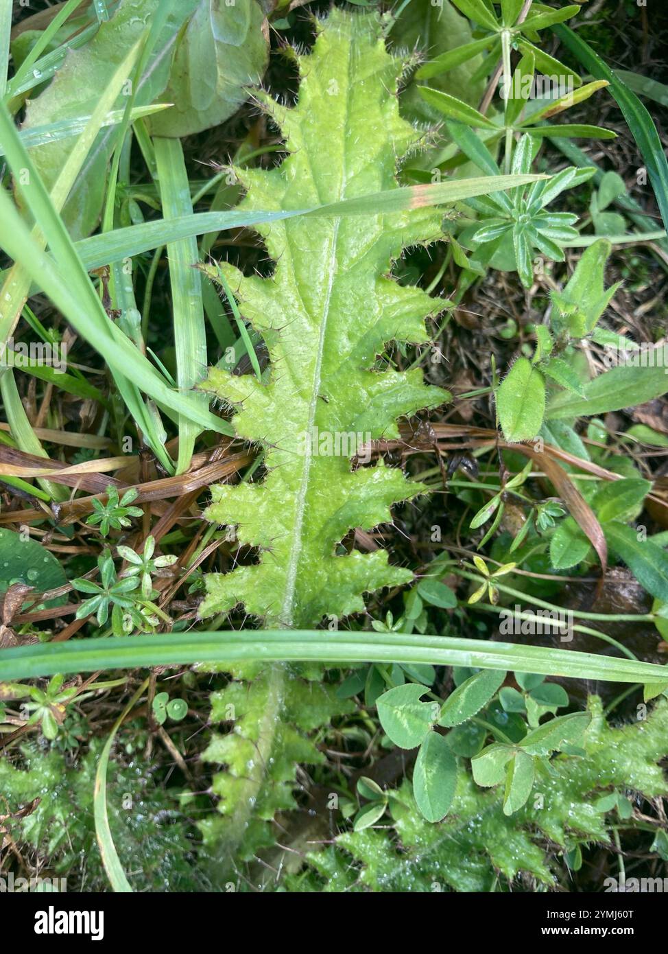 Marsh Thistle (Cirsium palustre Stock Photo - Alamy