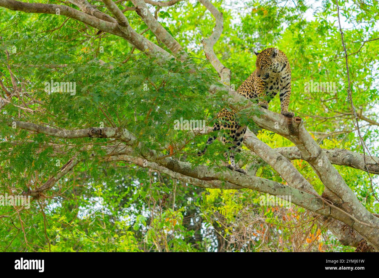 Jaguar high up in tree looking around at prey below in the Pantanal ...