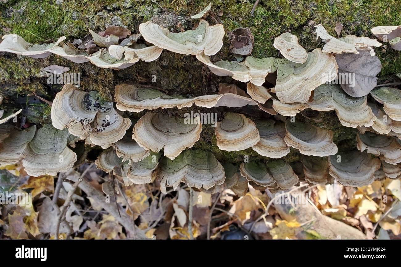 False Turkey-Tail (Stereum ostrea Stock Photo - Alamy