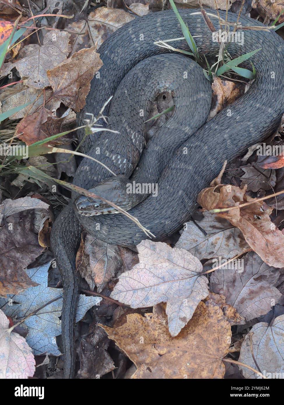 Northern Watersnake (Nerodia sipedon sipedon Stock Photo - Alamy