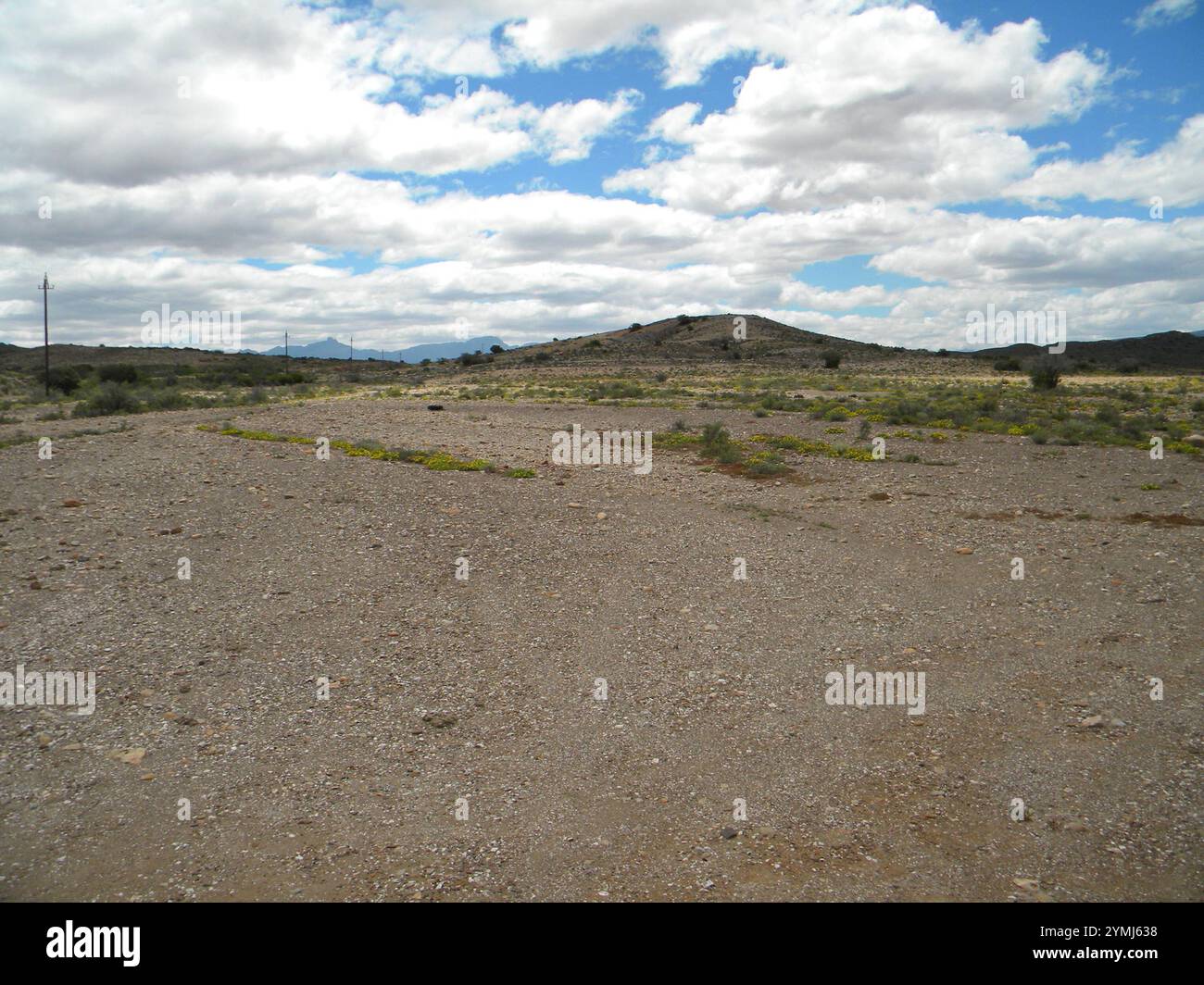 rocky point ice plant (Malephora lutea Stock Photo - Alamy