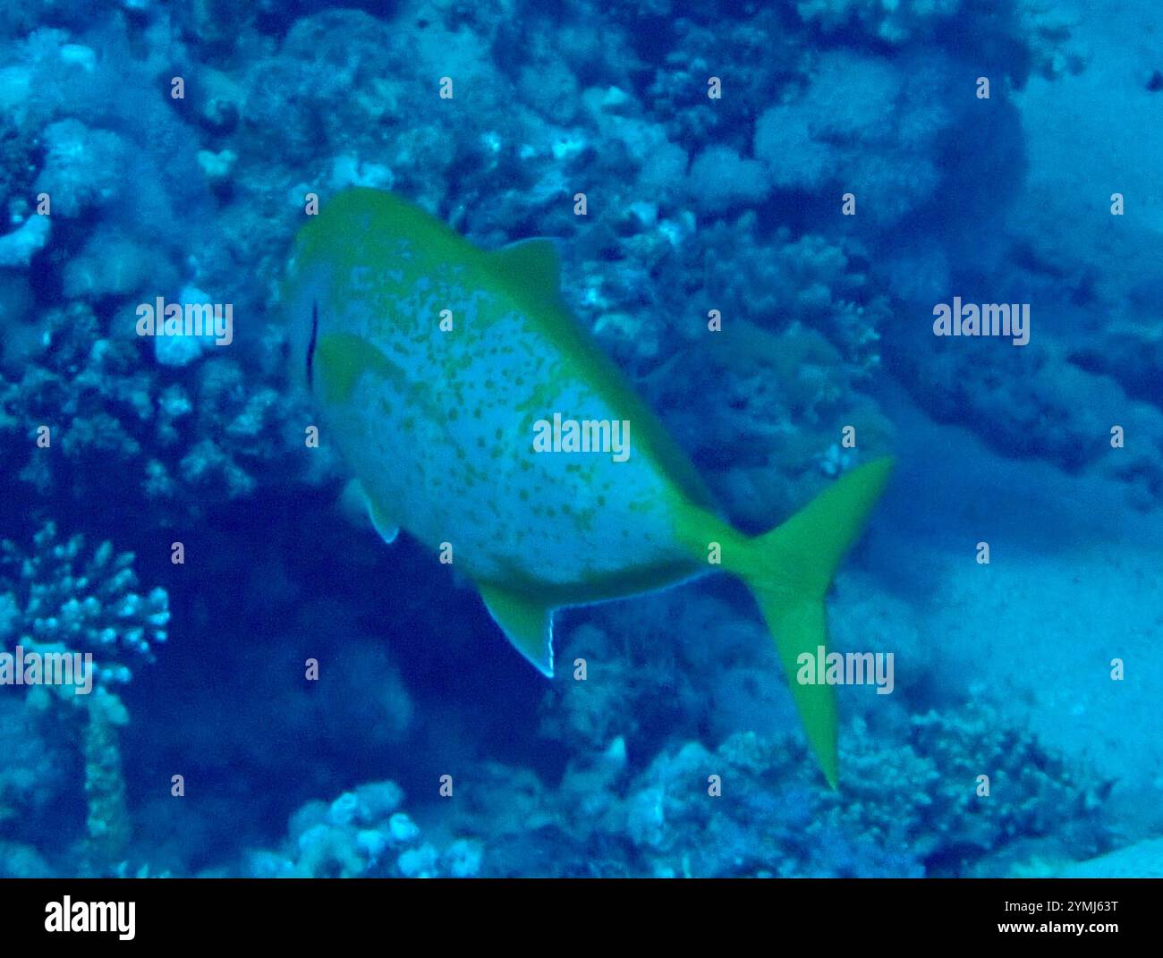 Orange-spotted Trevally (Flavocaranx bajad Stock Photo - Alamy