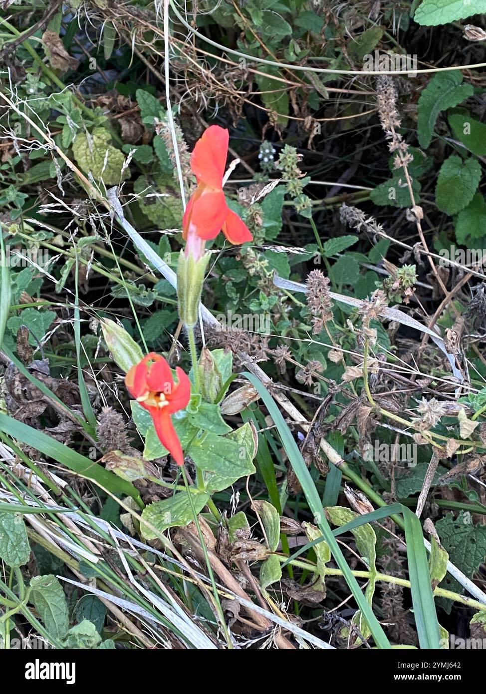 scarlet monkeyflower (Erythranthe cardinalis Stock Photo - Alamy