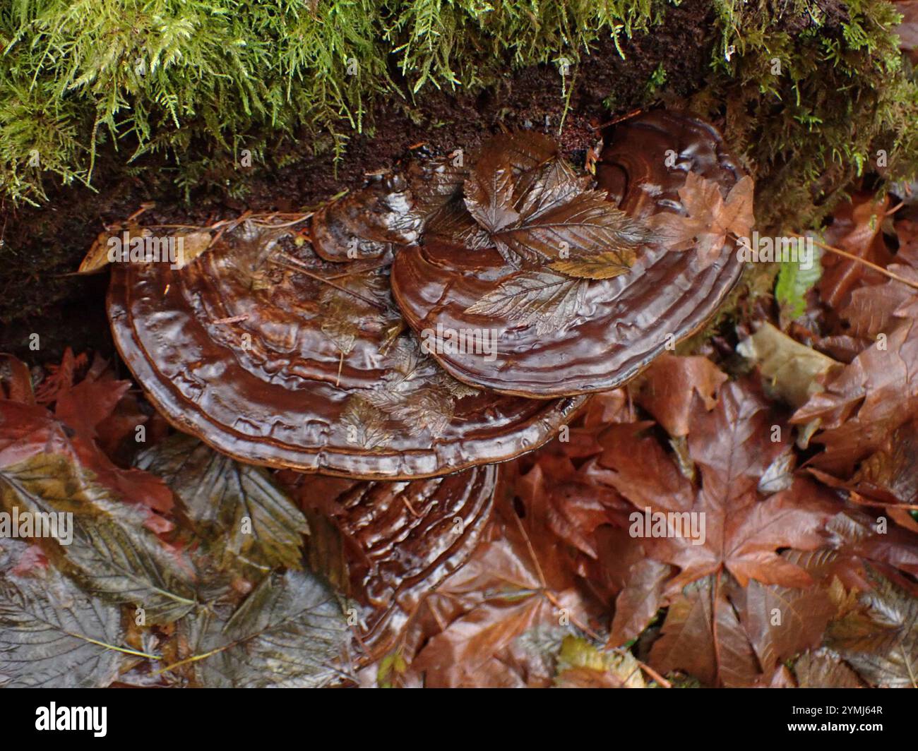 Ganoderma oregonense hi-res stock photography and images - Alamy