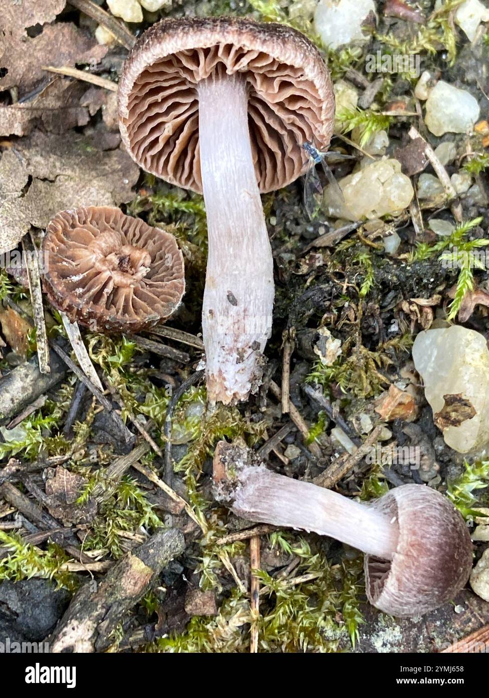 Mower's Mushroom (Panaeolus foenisecii Stock Photo - Alamy