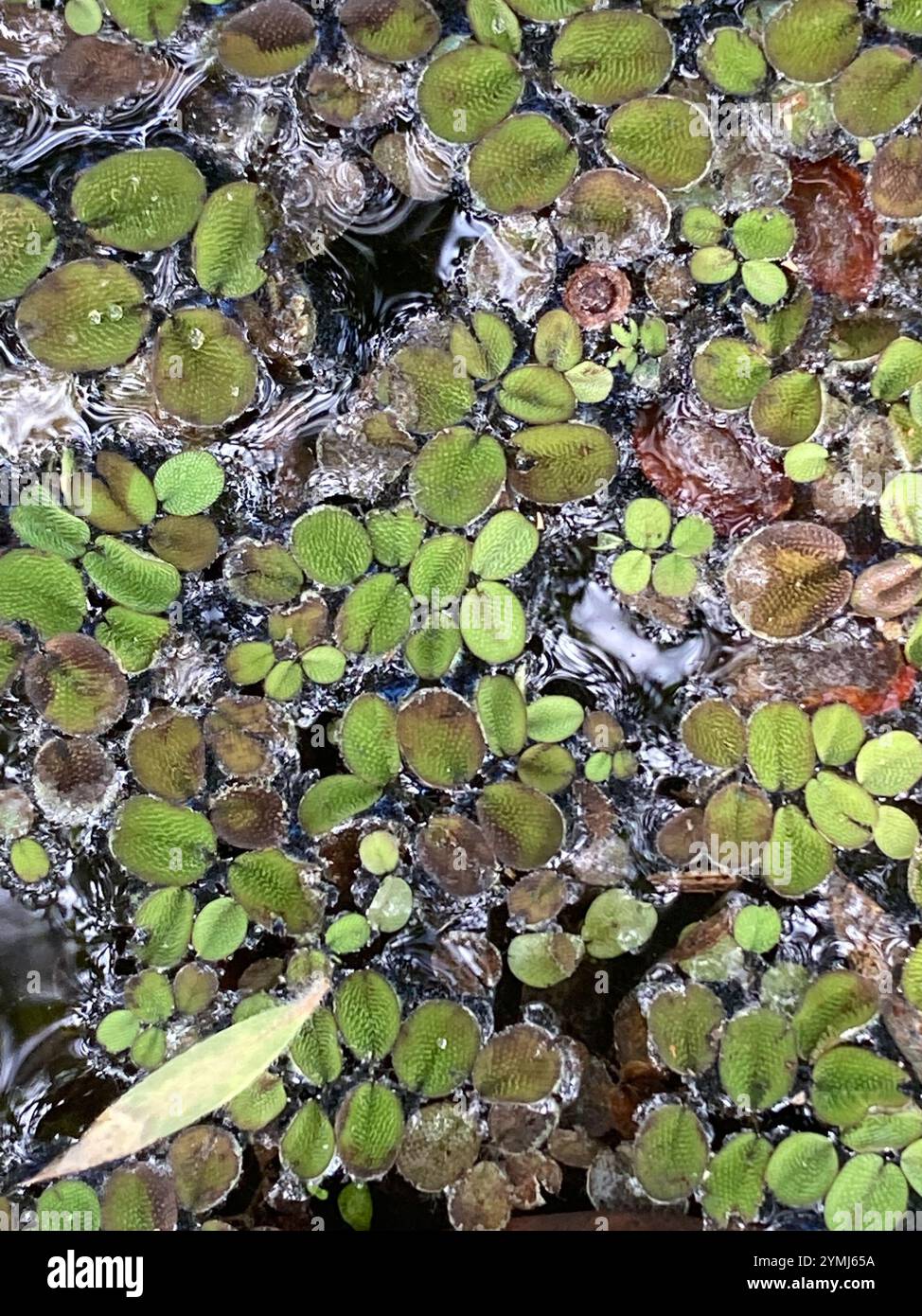 Salvinia minima hi-res stock photography and images - Alamy