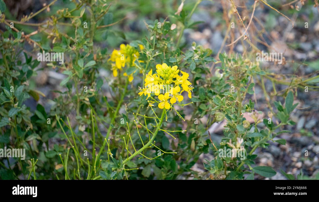 charlock (Mutarda arvensis Stock Photo - Alamy