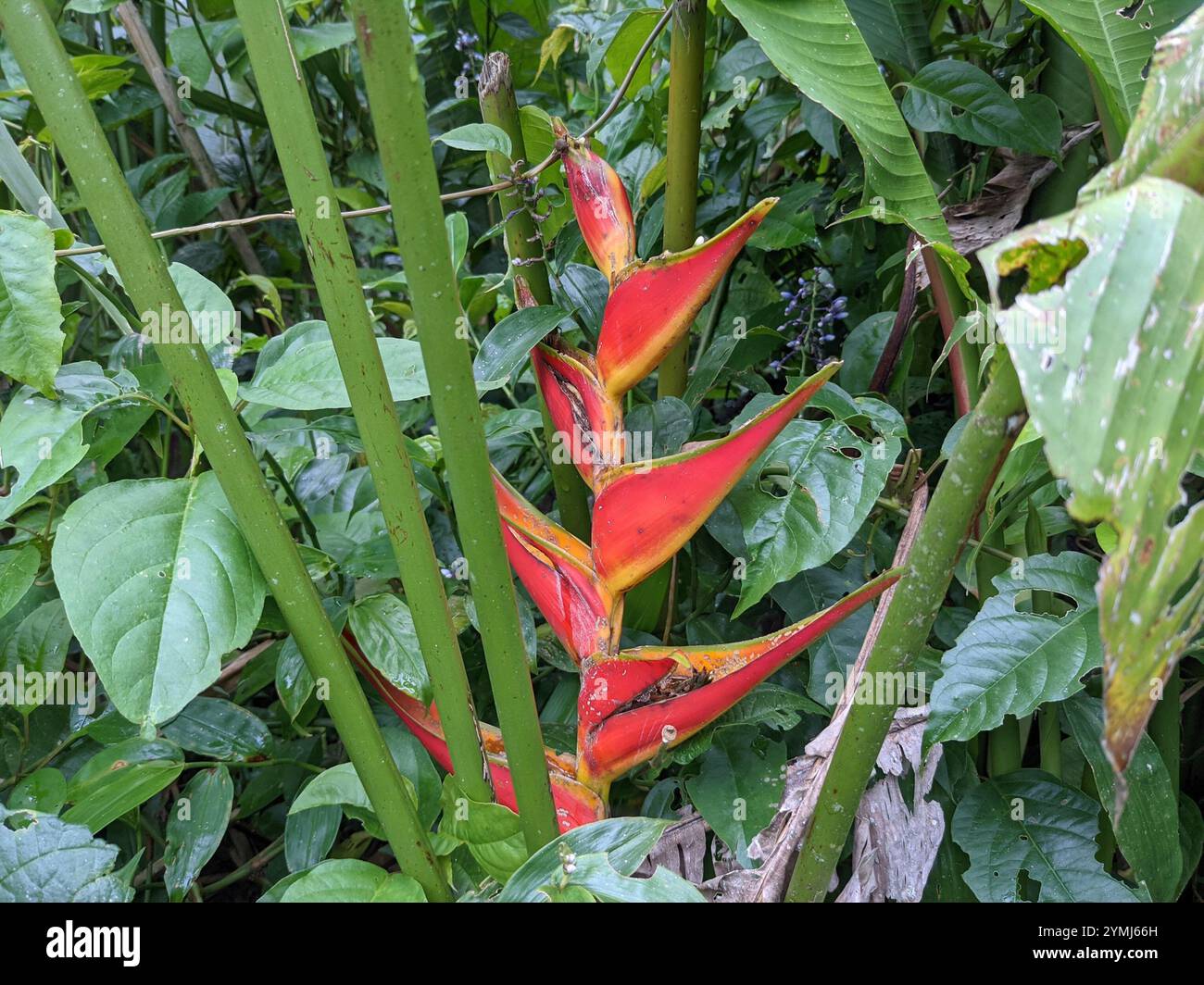 Fire Bird (Heliconia stricta Stock Photo - Alamy