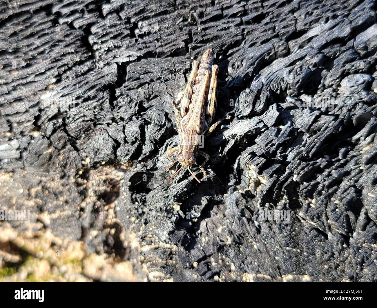 Devastating Grasshopper (Melanoplus devastator Stock Photo - Alamy