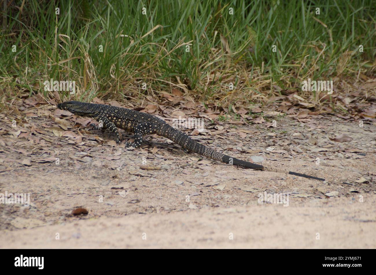 Lace Monitor (Varanus varius Stock Photo - Alamy